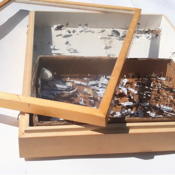 Unbranded | Other | Insect Bug Entomology Collection Taxidermy Glass ...